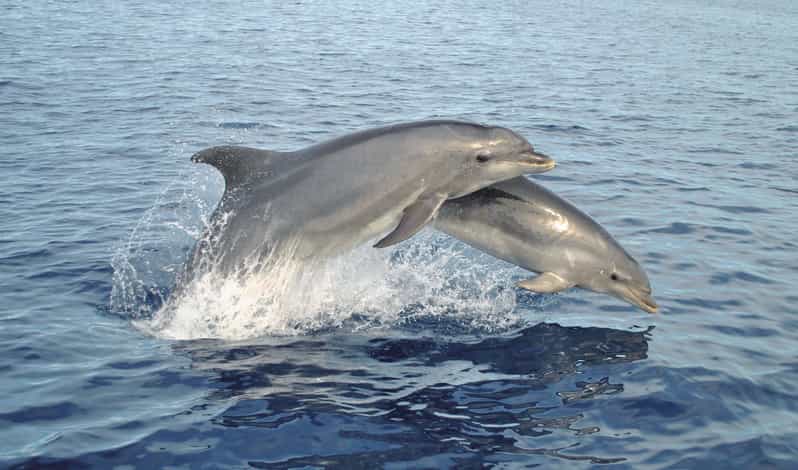 Lagos: Dolphin Watching & Benagil trip w/ Marine Biologists | GetYourGuide