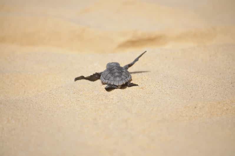 From Boa Vista: Turtle Watching and Nesting Evening Tour | GetYourGuide