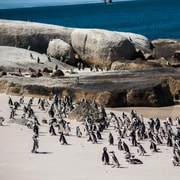 Cape Town: Penguin Watching at Boulders Beach Half Day Tour - 2026 ...
