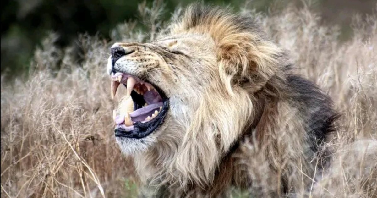 Port Elizabeth : Addo Wildlife Sunset Safari avec dîner dans la brousse ...