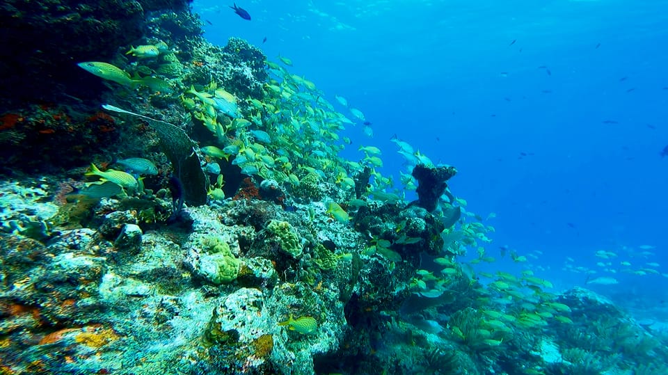 Cancun: Cancún Underwater Museum & Manchones Diving Trip | GetYourGuide