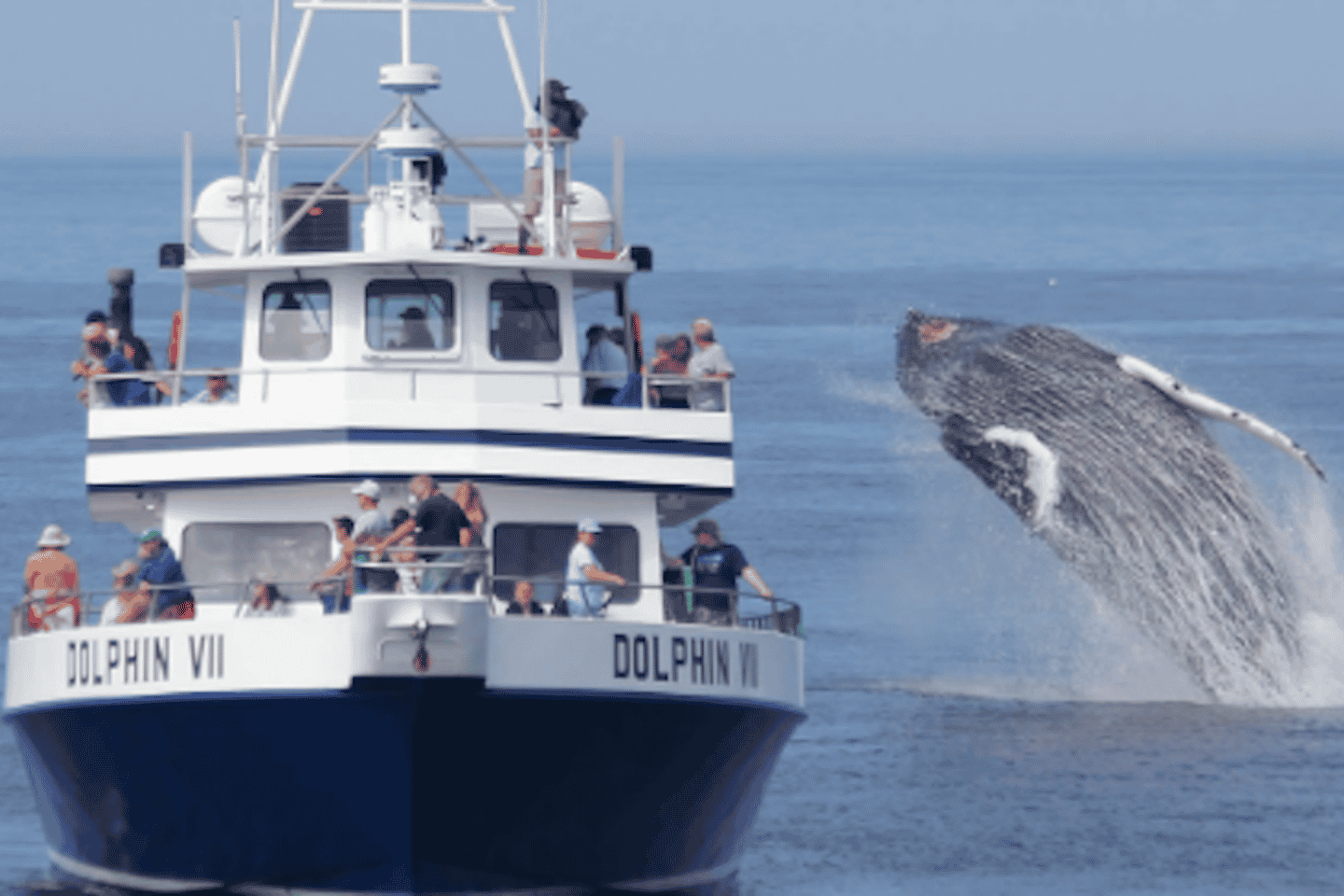 11 Best Boat Tours In Cape Cod, Massachusetts - Updated 2025 | Trip101