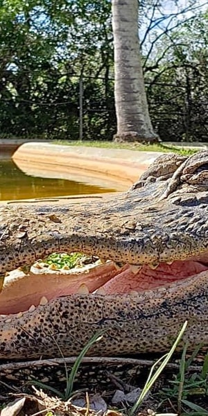 Miami: Original Everglades Airboat Tour & Alligator Exhibit | GetYourGuide