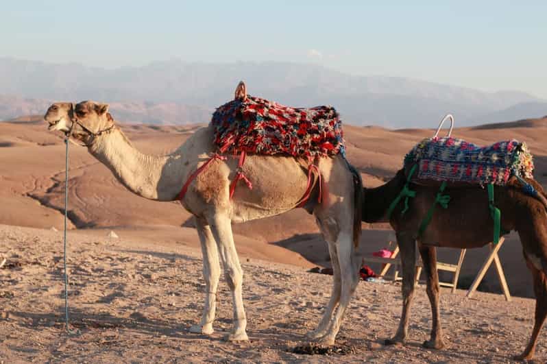 Desde Agadir o Taghazout Paseo en camello y excursión por el río ...