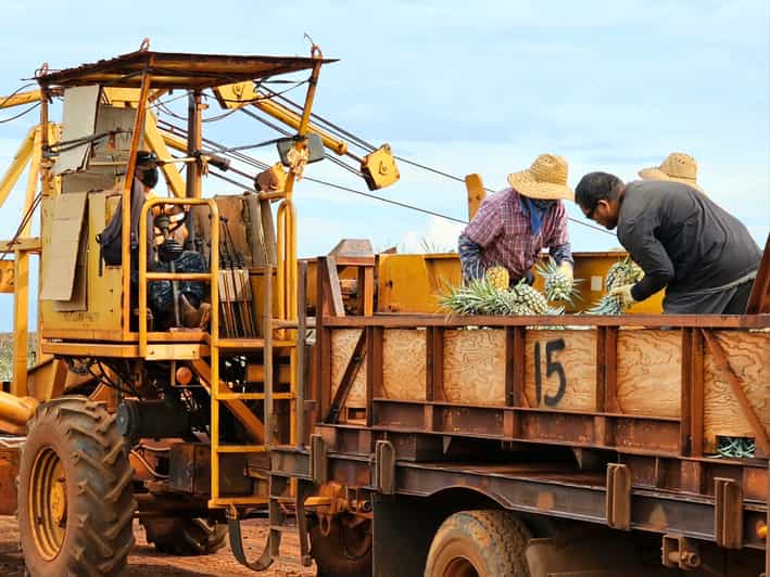 Oahu Island: The North Shore Dole Pineapple Farm Tour | GetYourGuide