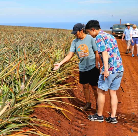 Oahu Island: The North Shore Dole Pineapple Farm Tour | GetYourGuide