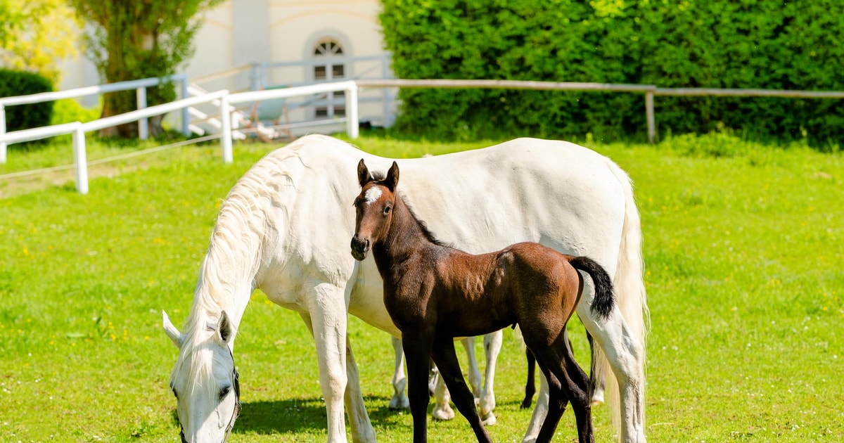 Piber: Lipizzan Stud Guided Tour | GetYourGuide