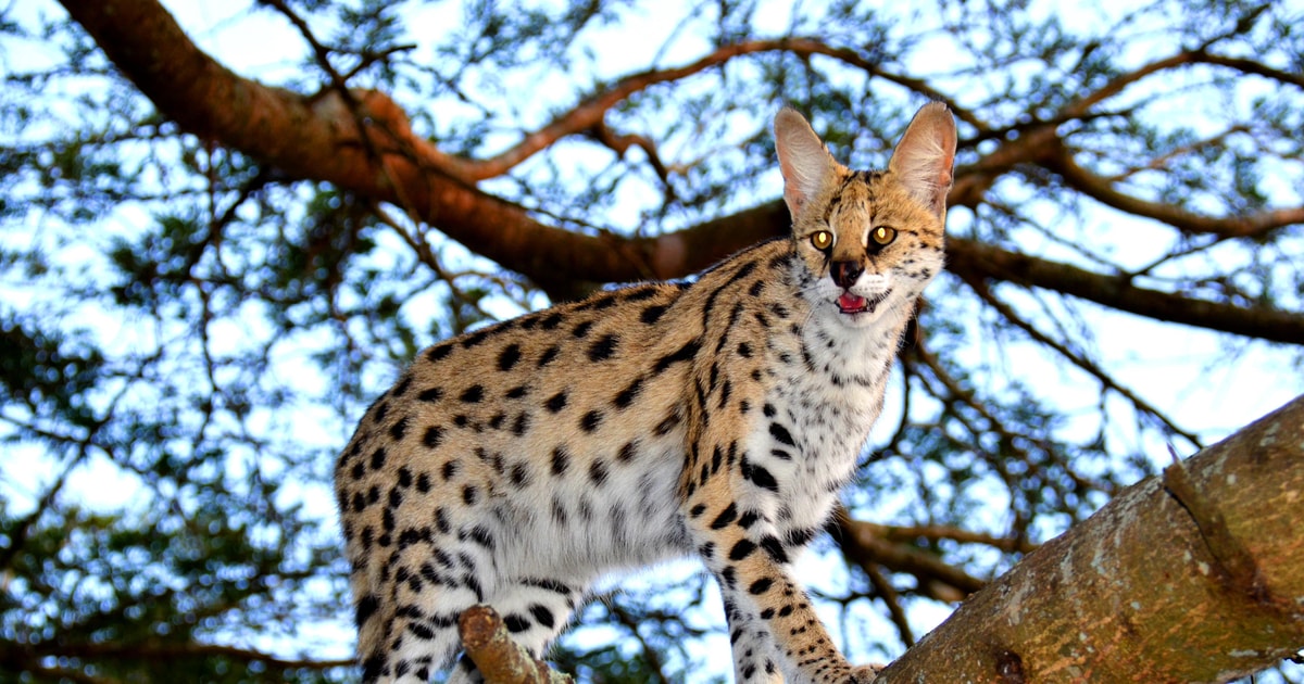 Emdoneni Wildcat Project Day Tour From Richards Bay | GetYourGuide
