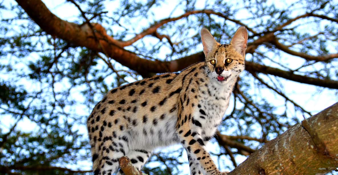 Emdoneni Wildcat Project Tagestour von Richards Bay aus | GetYourGuide