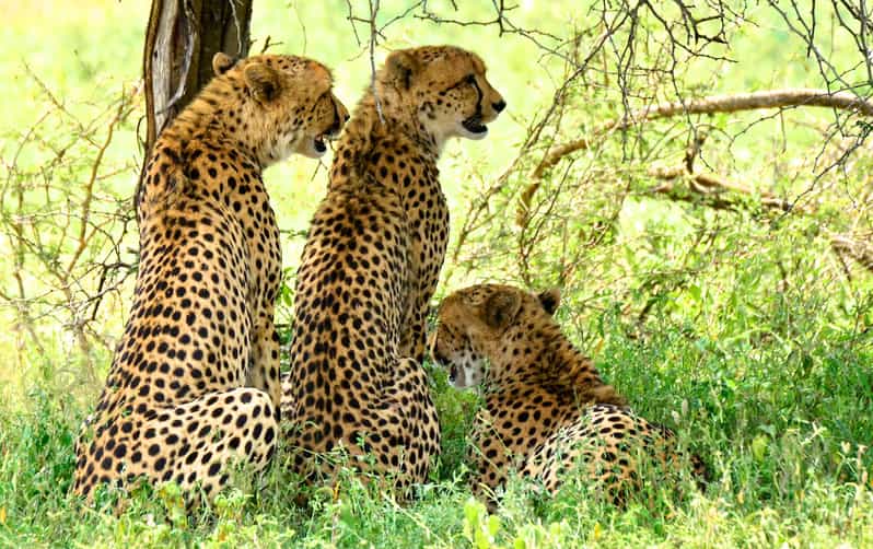 Emdoneni Wildcat Project Day Tour From Richards Bay | GetYourGuide
