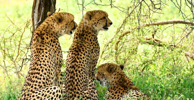 Emdoneni Wildcat Project Dagtocht vanuit Richards Bay | GetYourGuide