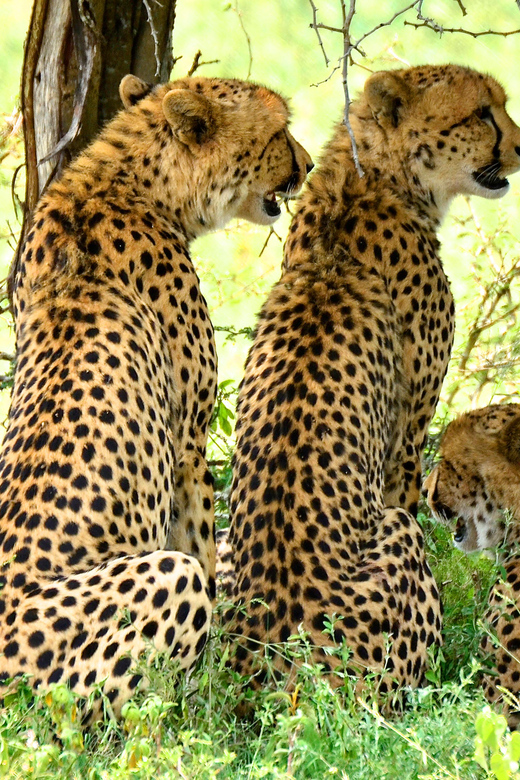 Emdoneni Wildcat Project Day Tour From Richards Bay | GetYourGuide