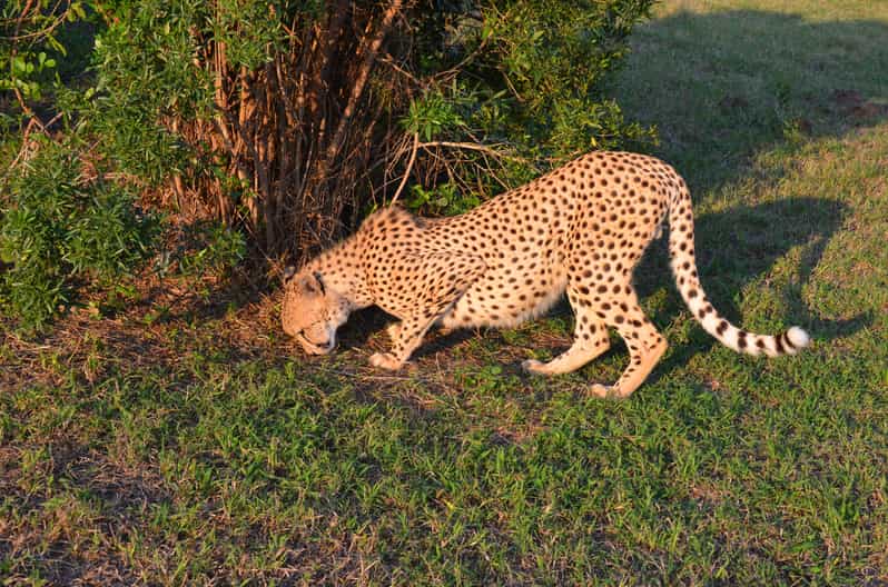 Emdoneni Wildcat Project Day Tour From Richards Bay | GetYourGuide