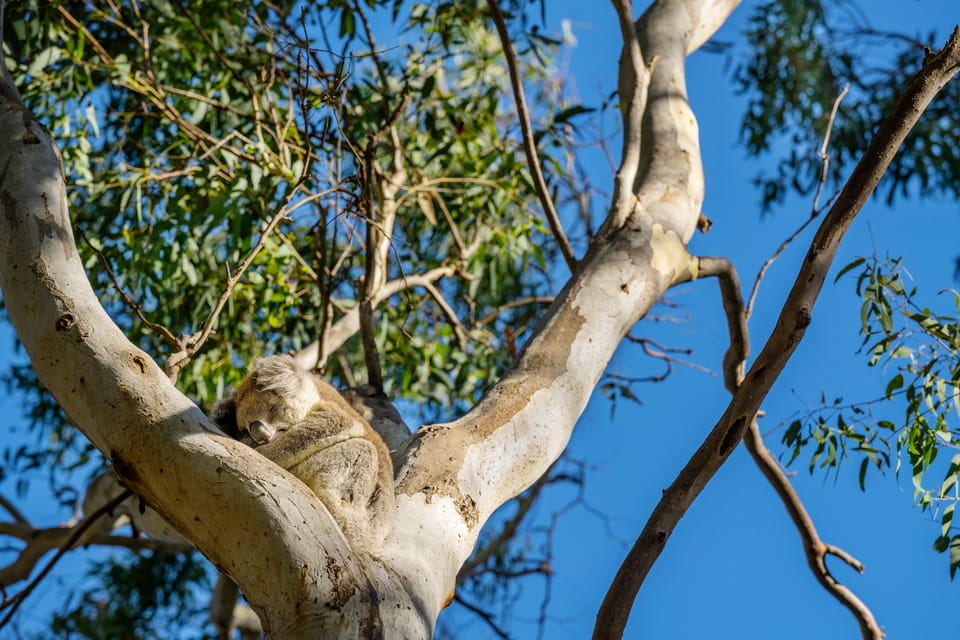 Adelaide: Morialta Wilderness and Wildlife Hike | GetYourGuide