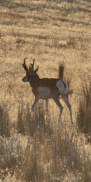 Salt Lake City: Great Salt Lake Wildlife & Sunset Experience | GetYourGuide