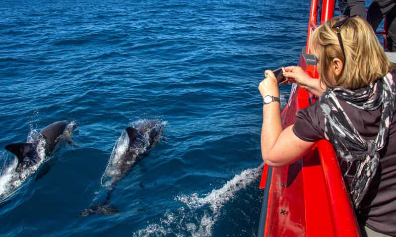 Nelson Bay: 1-hour Dolphin Watching Cruise with Commentary | GetYourGuide