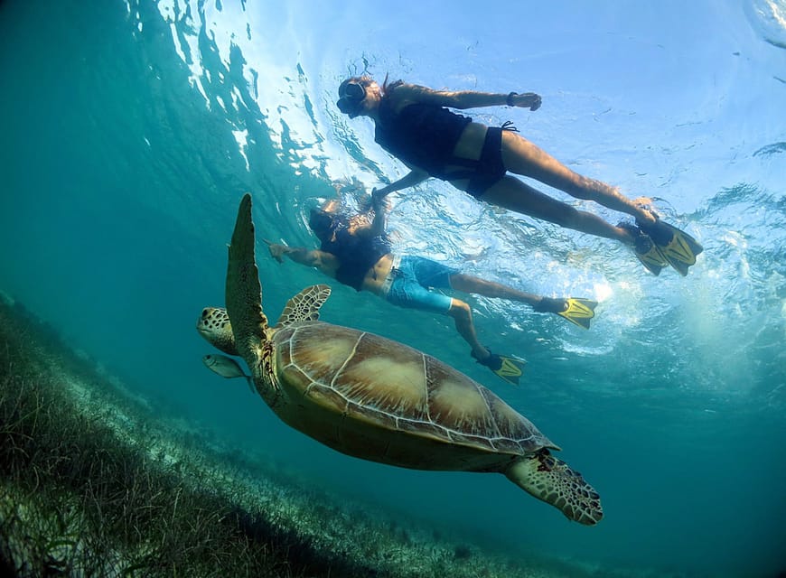 Riviera Maya: Cenote Snorkeling Tour with Turtle Encounter | GetYourGuide