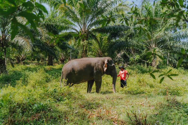 2hrs-Elephant Encounter Tour με φυτικές βιταμίνες Workshop | GetYourGuide