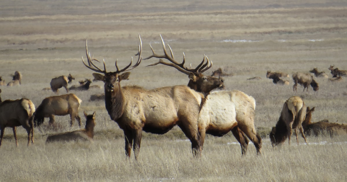 Excursión Matinal por la Fauna del Parque Grand Teton y Jackson Hole ...