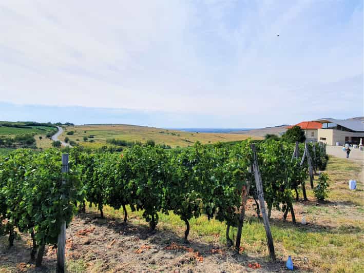 Winery visit & Wine Tasting: half-day tour | GetYourGuide