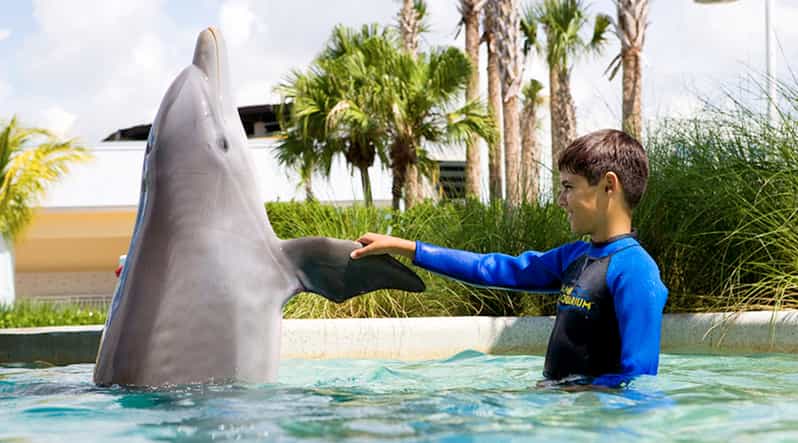 Miami: Swim with Dolphins Experience with Seaquarium Entry | GetYourGuide