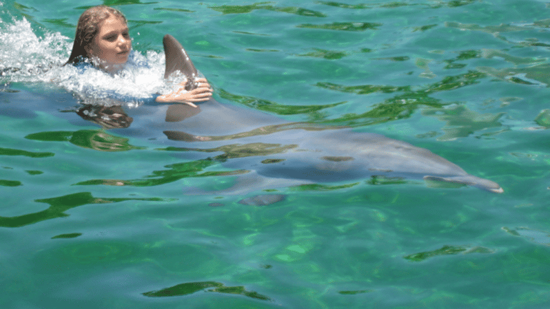 Miami: Swim with Dolphins Experience with Seaquarium Entry | GetYourGuide