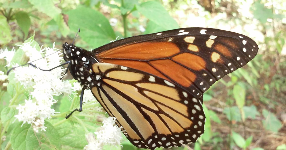 Morelia: Monarch Butterfly Tour | GetYourGuide
