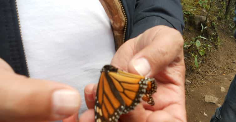 Morelia: Monarch Butterfly Tour | GetYourGuide
