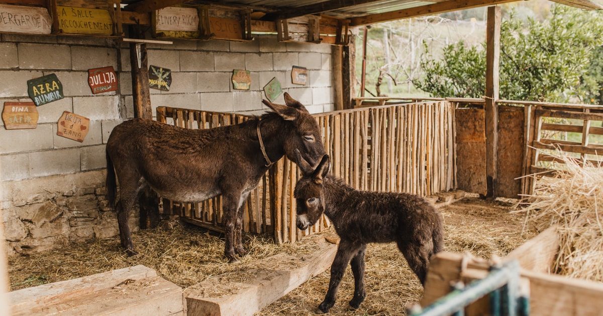 Donkey Farm and Lipa Cave Tour; Cave Crawling Donkey Calling | GetYourGuide