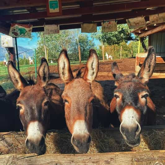 Donkey Farm and Lipa Cave Tour; Cave Crawling Donkey Calling | GetYourGuide