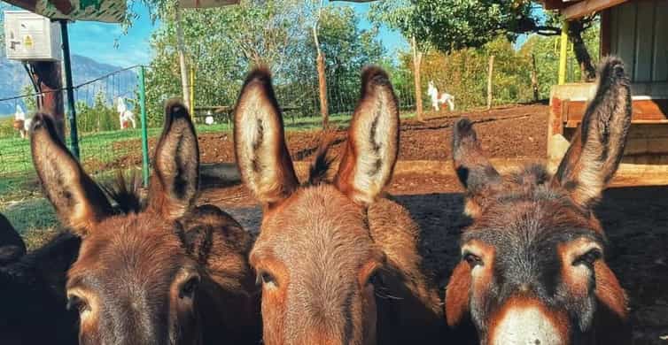 Donkey Farm and Lipa Cave Tour; Cave Crawling Donkey Calling | GetYourGuide