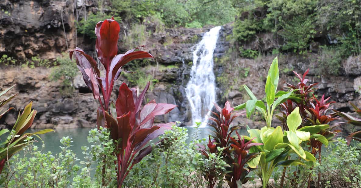 Oahu: Valley of Waimea Falls Swim & Hike with Lunch & Dole | GetYourGuide