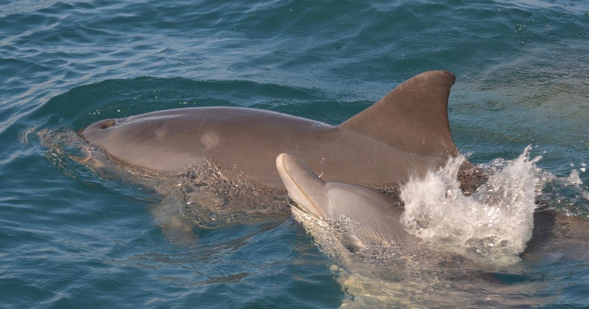 Mauritius: Snorkel and Swim with Dolphins on Speedboat Tour | GetYourGuide