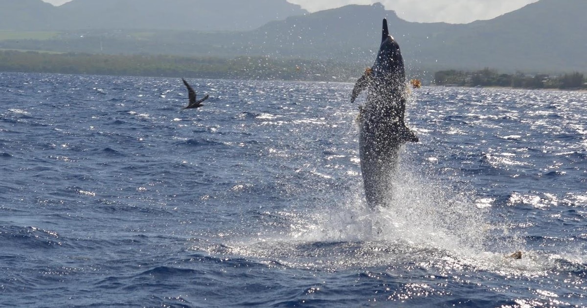 Mauritius: Benitiers Isle Tour, Swim with Dolphins and Lunch | GetYourGuide