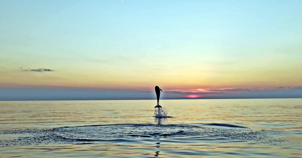 Rovinj: Excursión en lancha rápida al atardecer para avistar delfines ...
