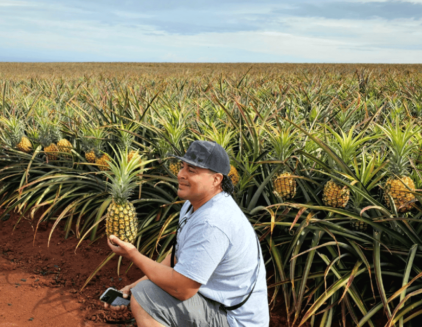 Pineapple Farm