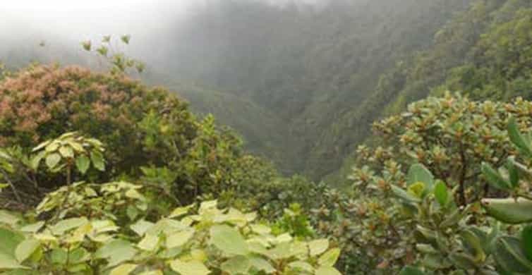 Roseau: Morne Diablotin Hike | GetYourGuide