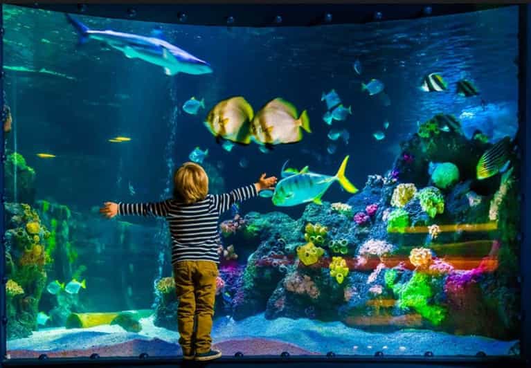 Bray: SEA LIFE Aquarium Entry Ticket | GetYourGuide