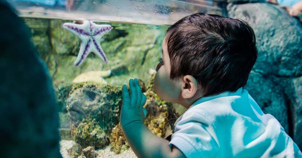 Bray: SEA LIFE Aquarium Entry Ticket | GetYourGuide