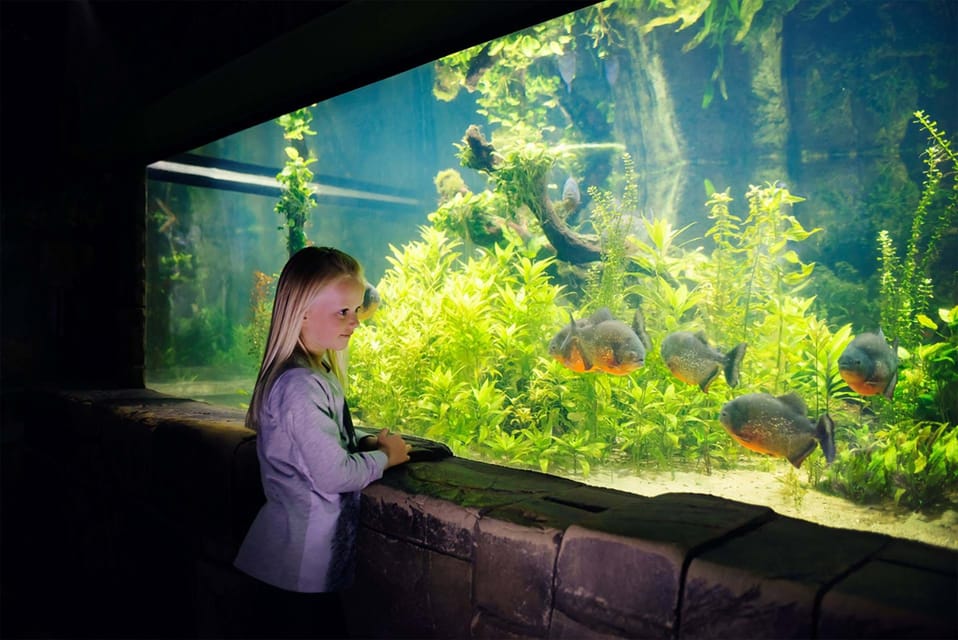Bray Entrada al Acuario SEA LIFE | GetYourGuide