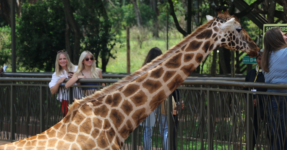 Tour Nairobi National Park Elephant Project Giraffe Center | GetYourGuide