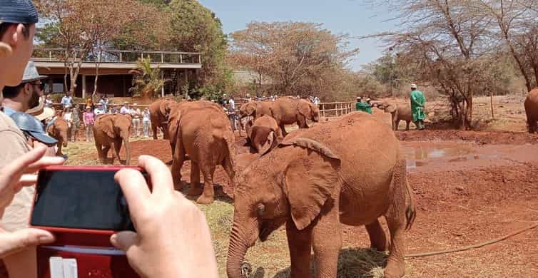 Nairobi: National Park, Elephant Orphanage & Giraffe Center | GetYourGuide