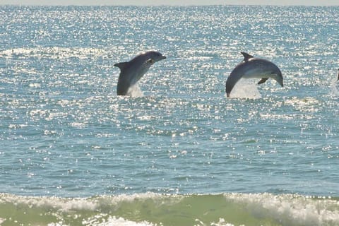 The BEST Virginia Dolphin & whale watching 2023 - FREE Cancellation ...
