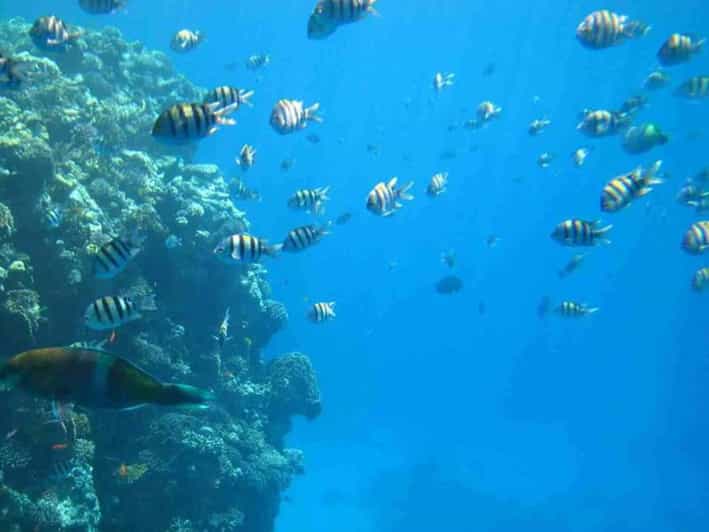 Hurghada: Coral Reef Marina Submarine Trip with Transfers | GetYourGuide