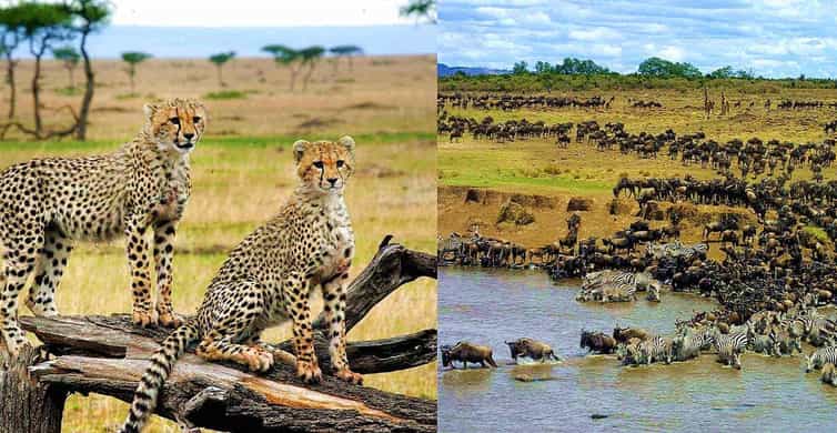 Nairobi: 4-Day Masai Mara & Lake Nakuru Safari - Mid-range | GetYourGuide