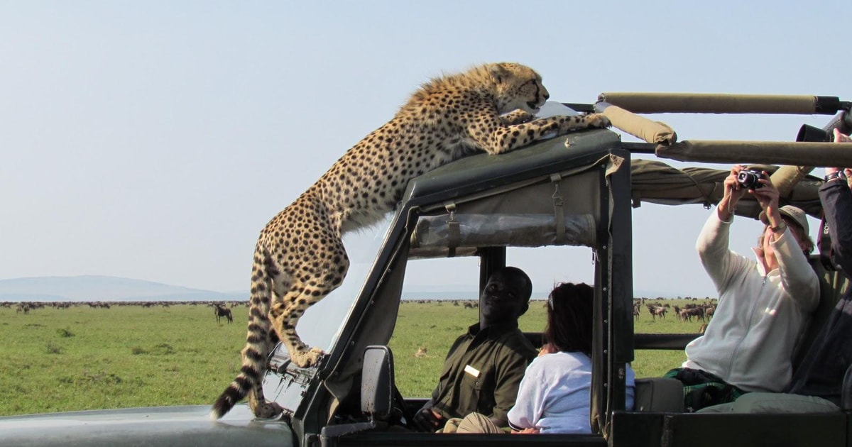 From Nairobi: 3-Day Masai Mara Park Luxury Jeep Safari | GetYourGuide