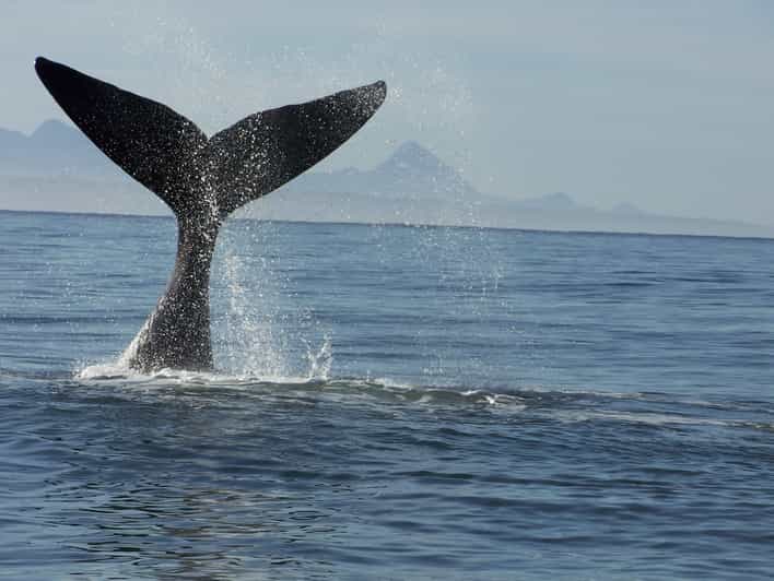 Plettenberg Bay: Plavba za pozorováním velryb | GetYourGuide