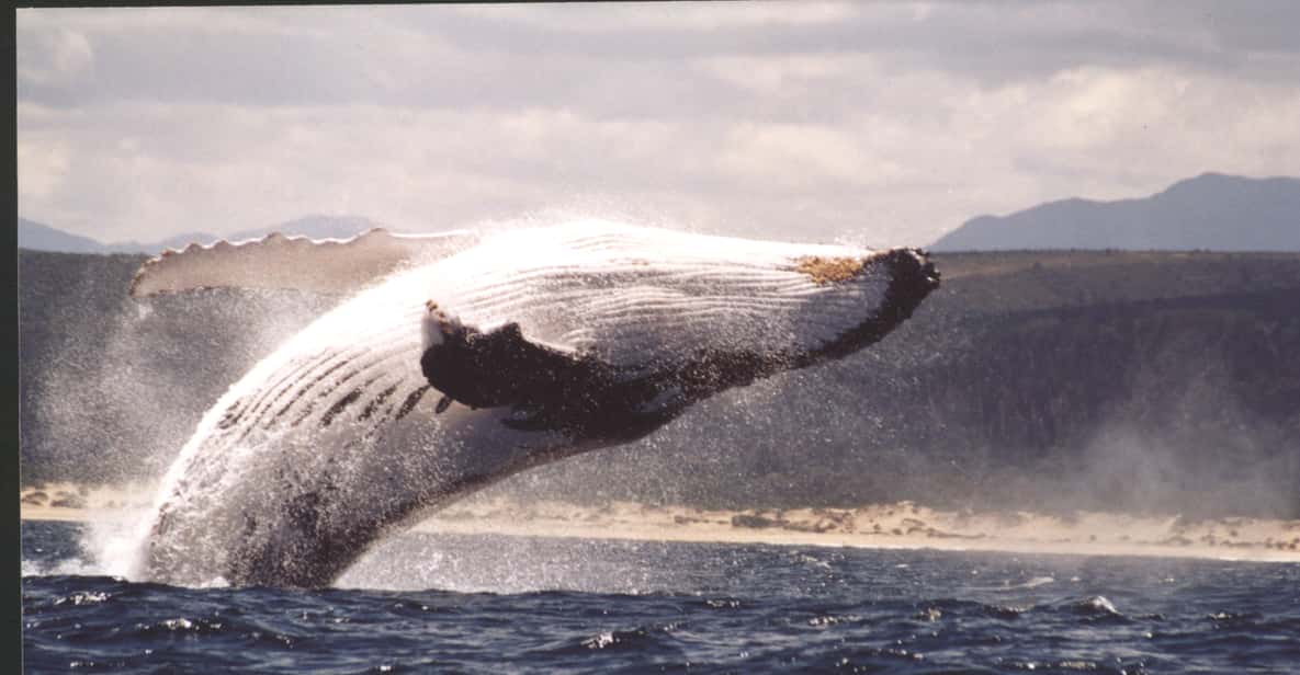Plettenberg Bay: Plavba za pozorováním velryb | GetYourGuide