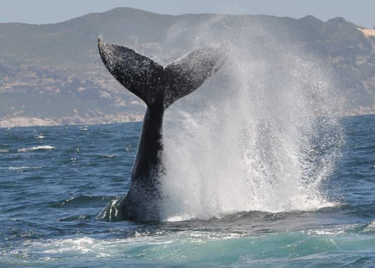 Plettenberg Bay: Plavba za pozorováním velryb | GetYourGuide