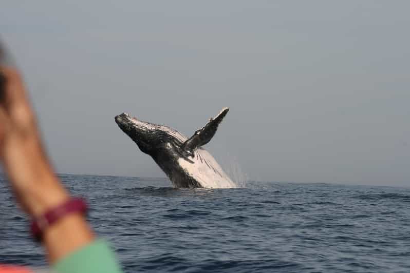 Plettenberg Bay: Whale-Watching-Bootsfahrt | GetYourGuide